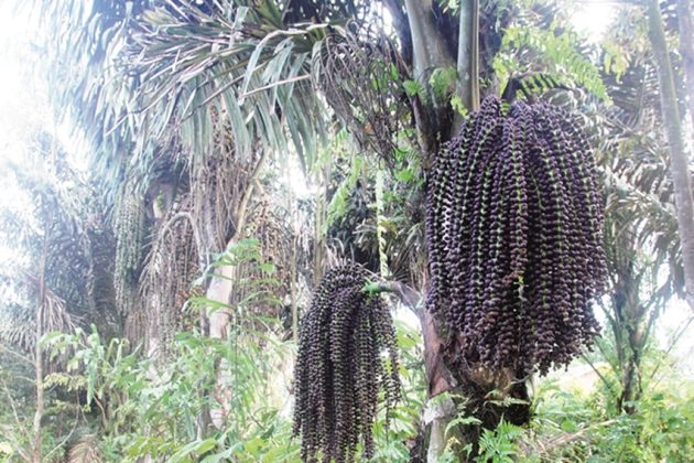 Omzet Keren Tanaman Aren - Trubus