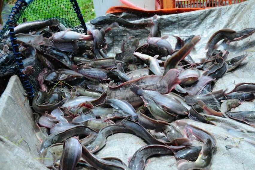 Trik Jitu Halau Penyakit Aeromonas pada Lele - Trubus