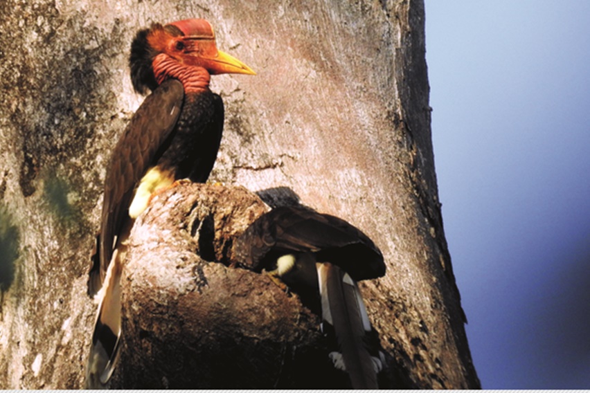 Rangkong Gading : Jangan Sampai Hilang Enggang - Trubus