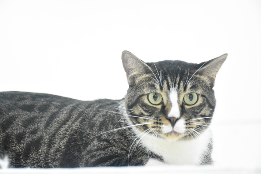 Kucing Rumahan Raih Juara Kontes, Ini Rahasianya - Trubus