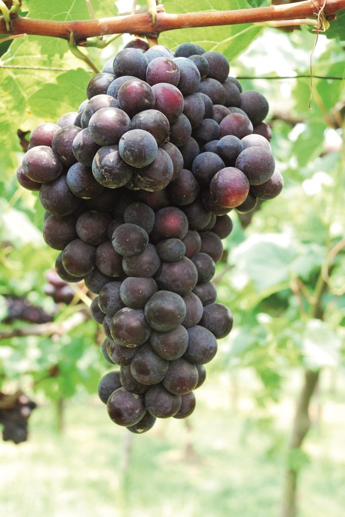 Mengenal Empat Varietas Unggul Anggur Nasional - Trubus