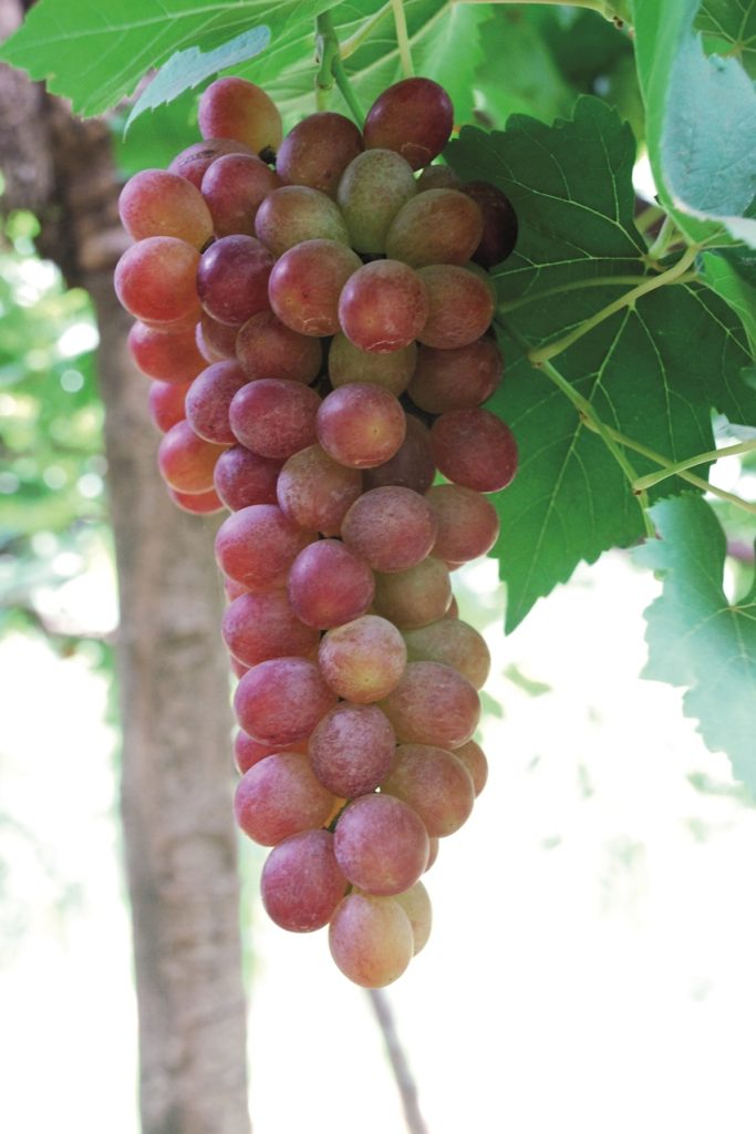 Mengenal Empat Varietas Unggul Anggur Nasional - Trubus