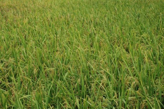 Inovasi Pupuk Organik Berteknologi Nano : Panen Padi Meningkat 14,2% ...