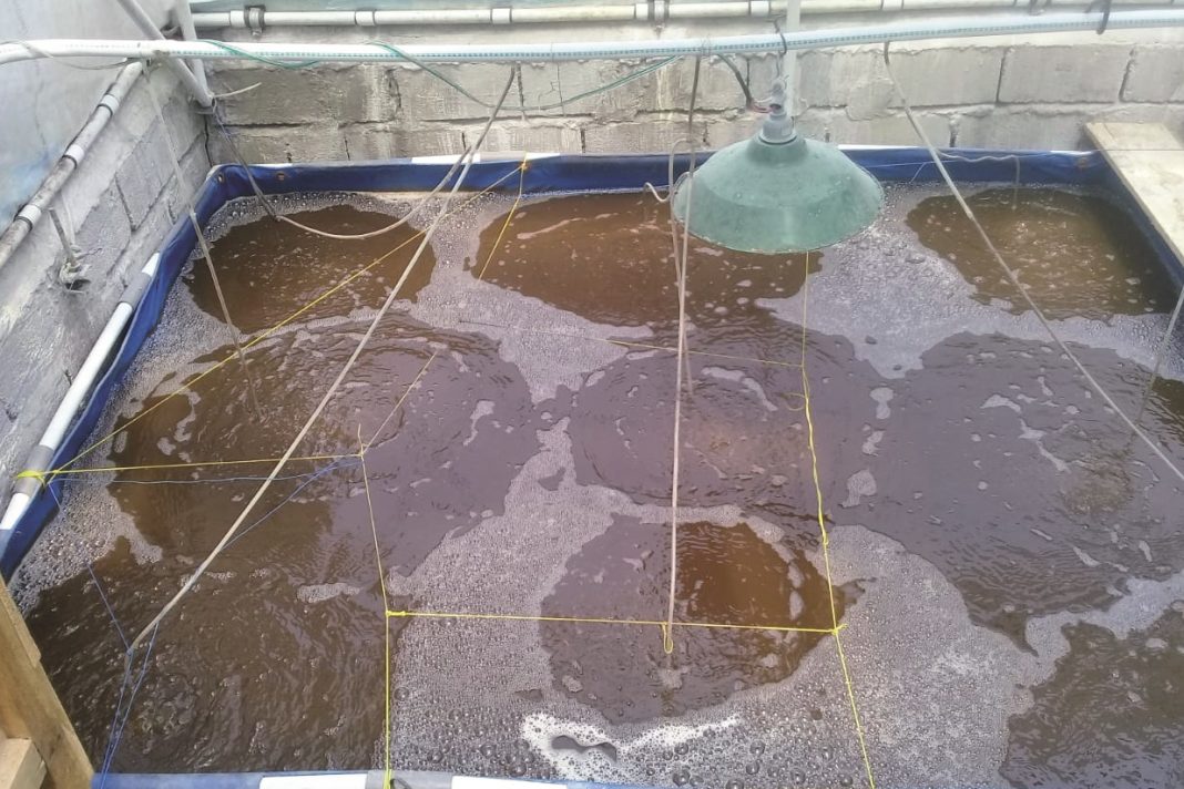 Kiat Sukses Panen Nila Berlipat dengan Budidaya Bioflok - Trubus