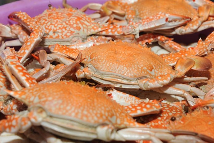 Rajungan Komoditas Ekspor: Nilai Ekspor 2023 US$448 Juta - Trubus