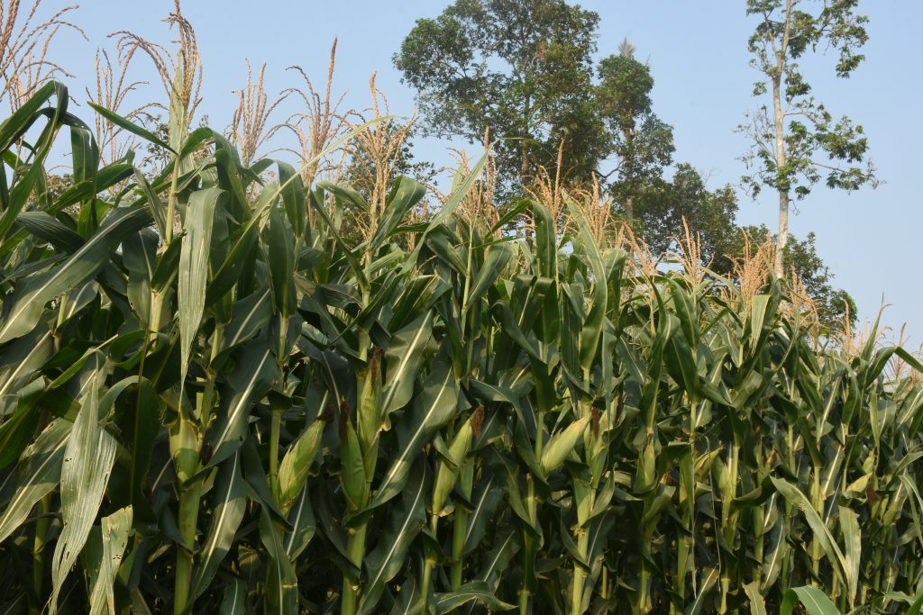 Siasat Tanam Jagung Saat Kemarau - Trubus