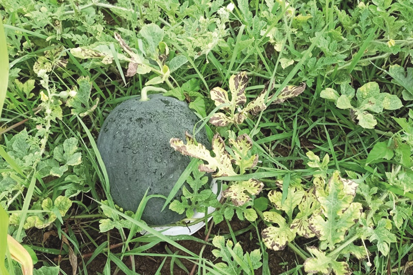 Trik Sukses Polinasi pada Semangka - Trubus