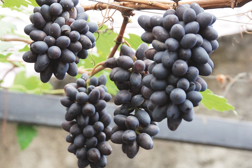 Entaskan Hama Kelelawar Hingga Kutu Sisik pada Anggur - Trubus