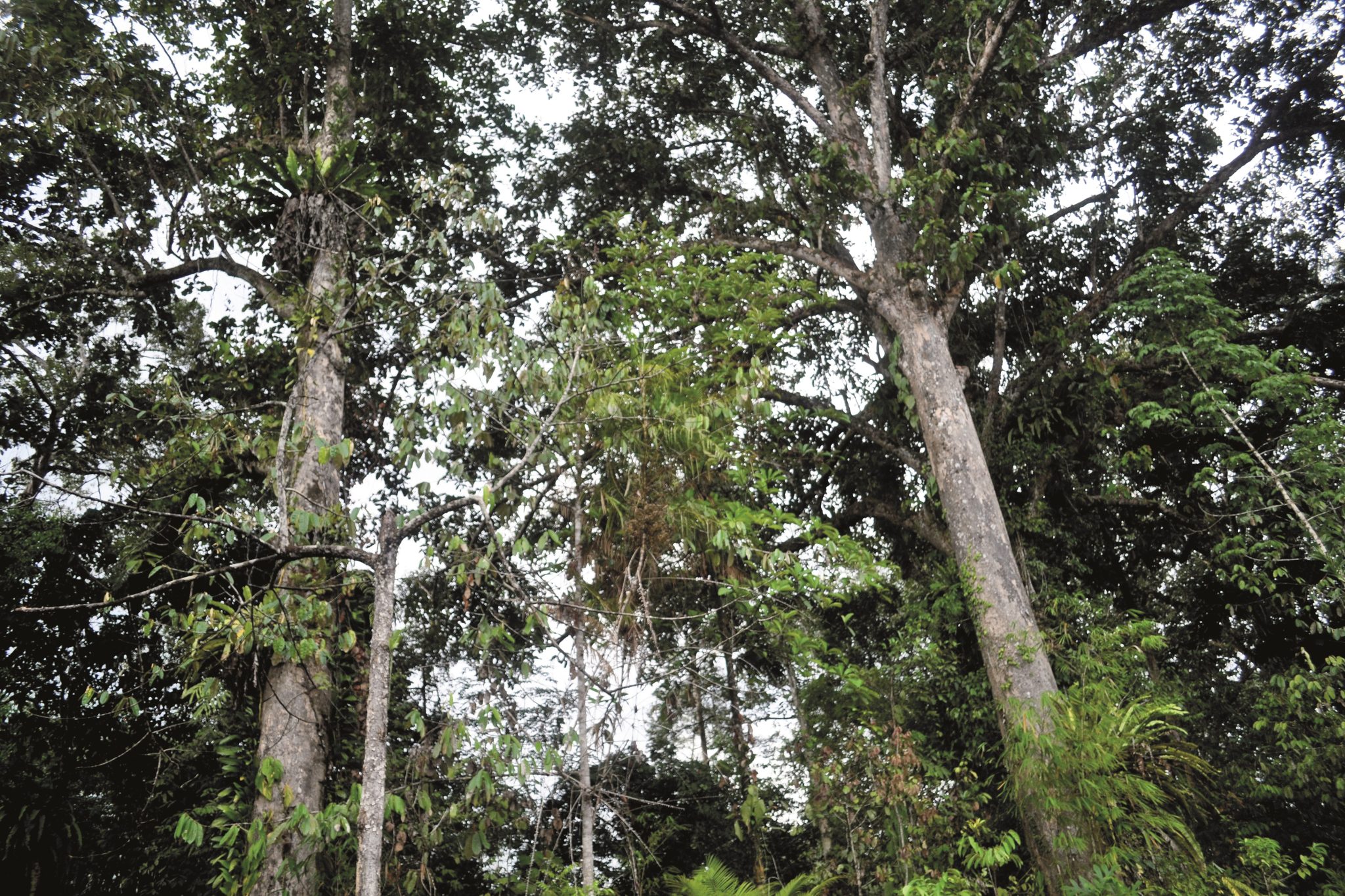 Masyarakat Dayak Lestarikan Pohon Tengkawang : Hasilkan Lemak Hingga ...