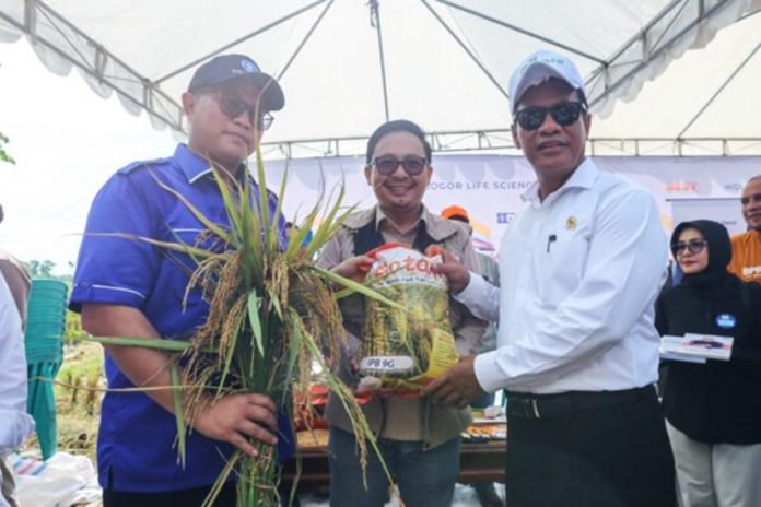 Padi Cerdas Iklim 9 Garuda: Hemat Pupuk Hingga 25% - Trubus