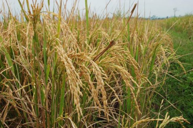 Metode System of Rice Intensification Hasilkan Jejak Energi Terendah ...