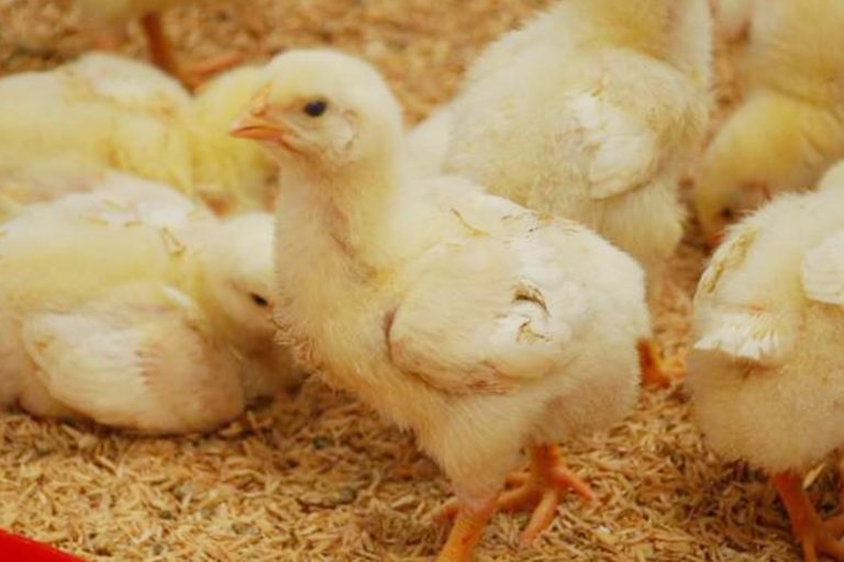 Kementan Lakukan Penilaian Alokasi Grand Parent Stock untuk Rencana ...