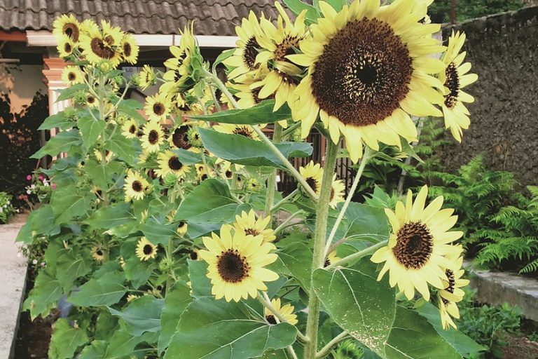 Varietas Bunga Matahari Baru Helina IPB, Warna Mencolok, Berbunga ...