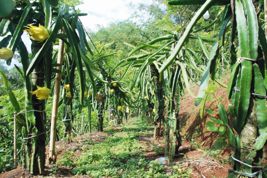 Buah Eksklusif, Untung Berlipat dari Berkebun Naga Kuning - Trubus