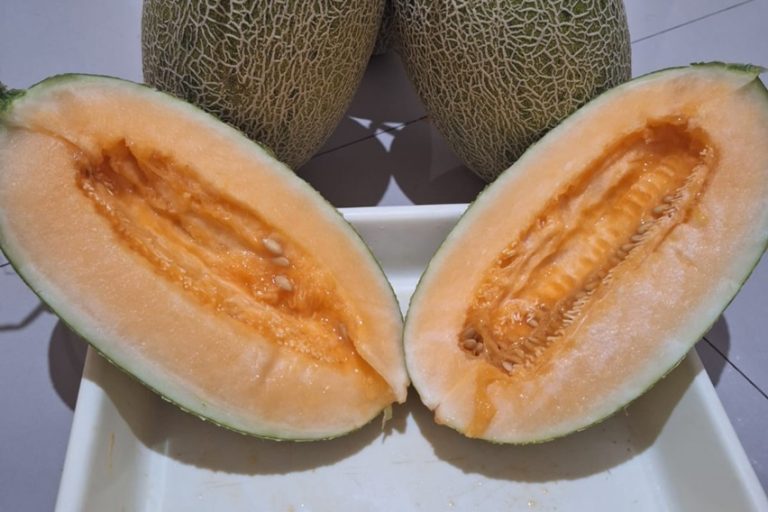 Dua Varietas Melon Premium Idaman Pekebun - Trubus