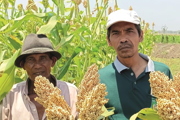 Menguak Potensi Sorgum Dwiguna, Panen Ganda Biji dan Nira - Trubus