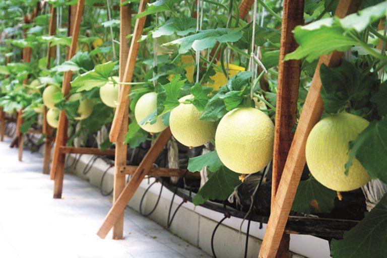 Cara Penyerbukan Melon di Greenhouse dengan Lebah - Trubus
