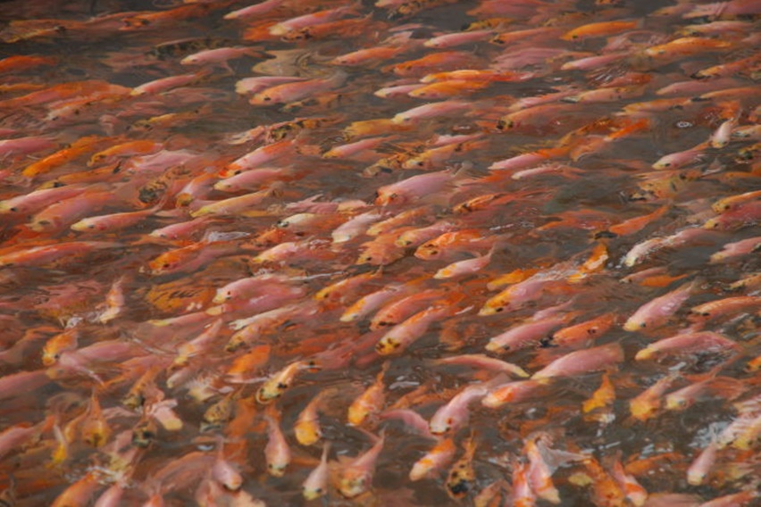 Cuan dari Budidaya Nila Bioflok - Trubus