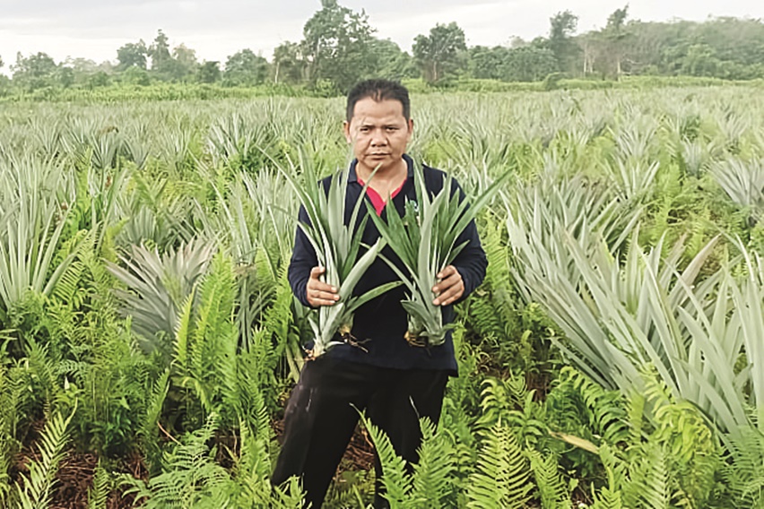 Pilih Nanas Ratu Raya, Pekebun Sebut Prospek Pasar Bagus - Trubus