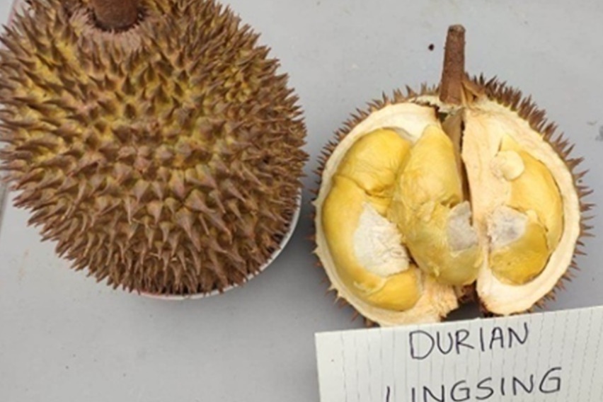 Lingsing, Durian Unggul Asal Sumatra Selatan - Trubus