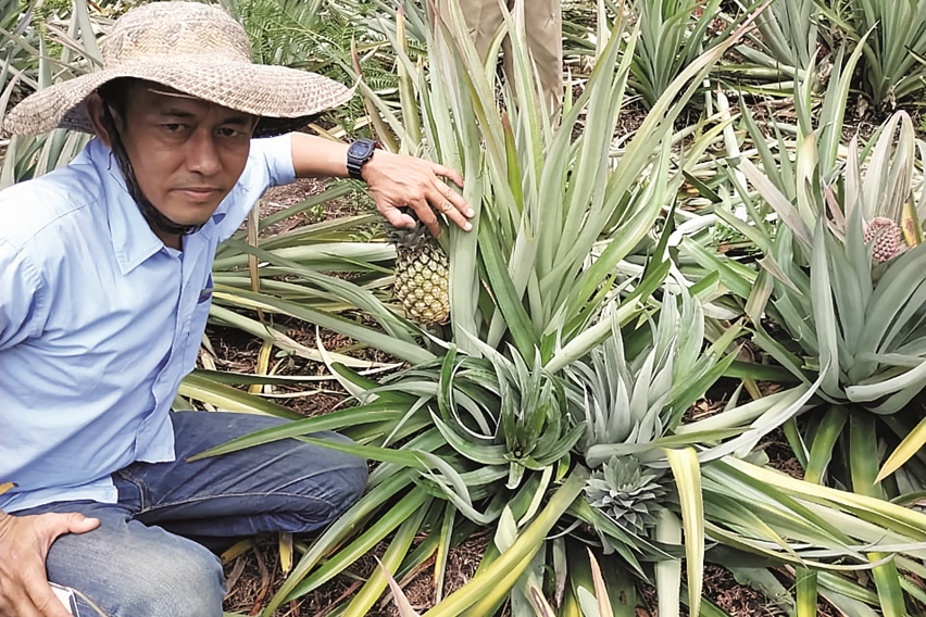 Pilih Nanas Ratu Raya, Pekebun Sebut Prospek Pasar Bagus - Trubus