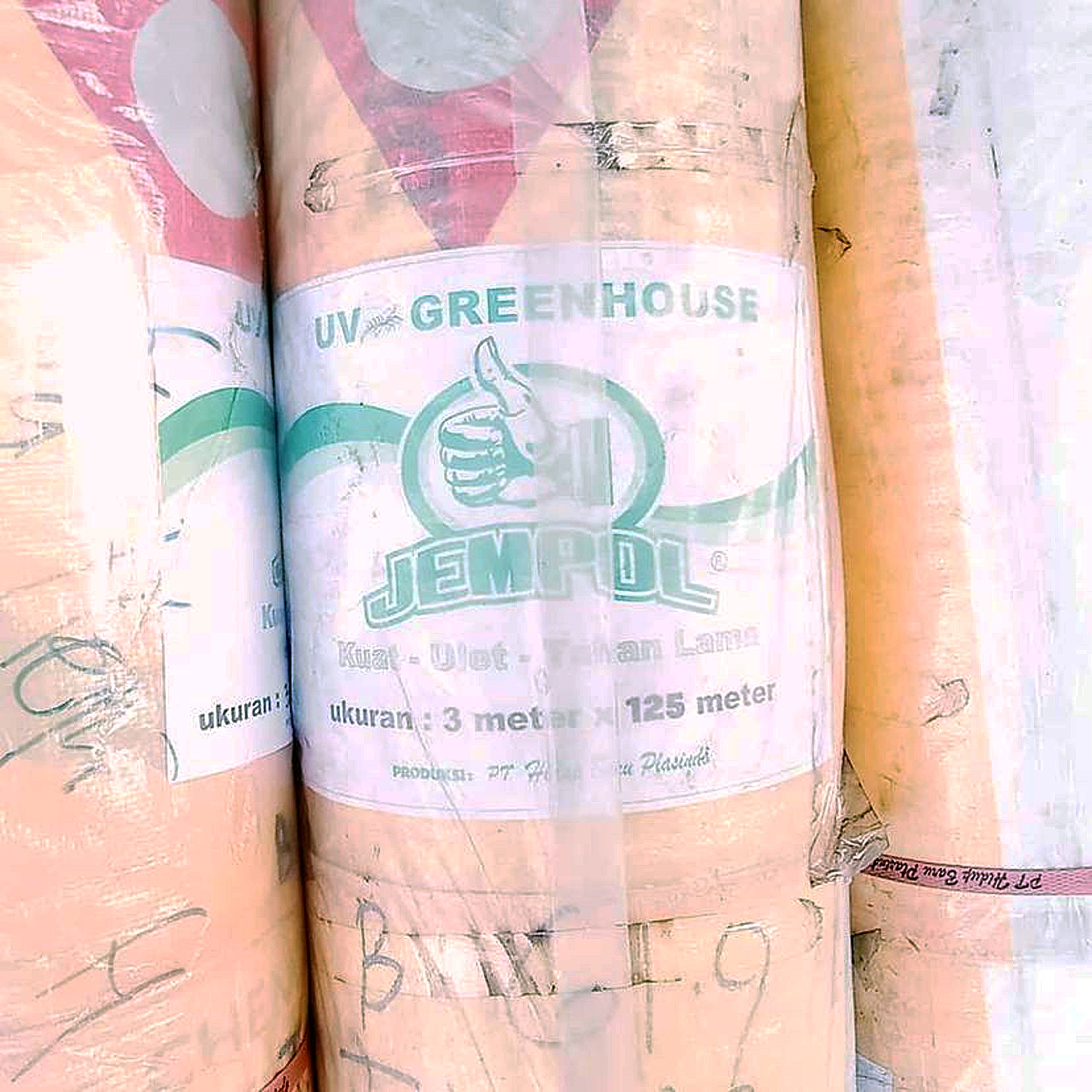 Pekebun di Semarang Hasilkan Tanaman Krisan Berkualitas, Mekar Optimal ...