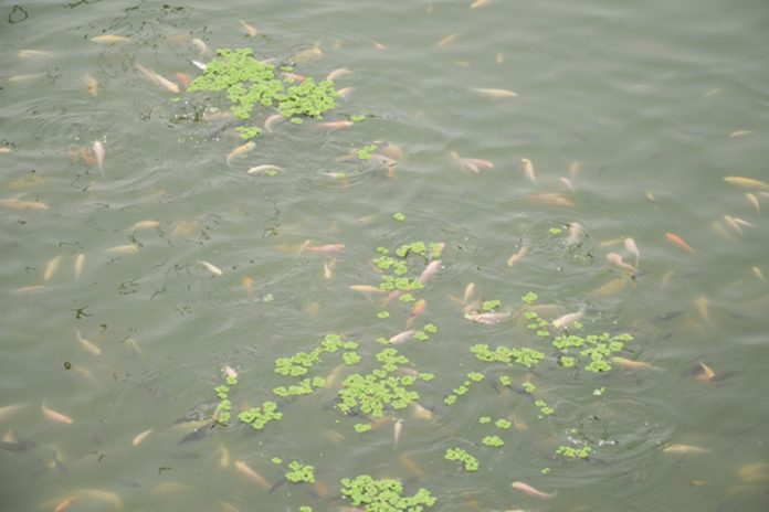 Langkah Budi daya Azola untuk Pakan Ikan Nila , Bikin Hemat Hingga 20% ...