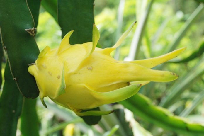 Hal Penting Sebelum Berkebun Buah Naga Kuning - Trubus