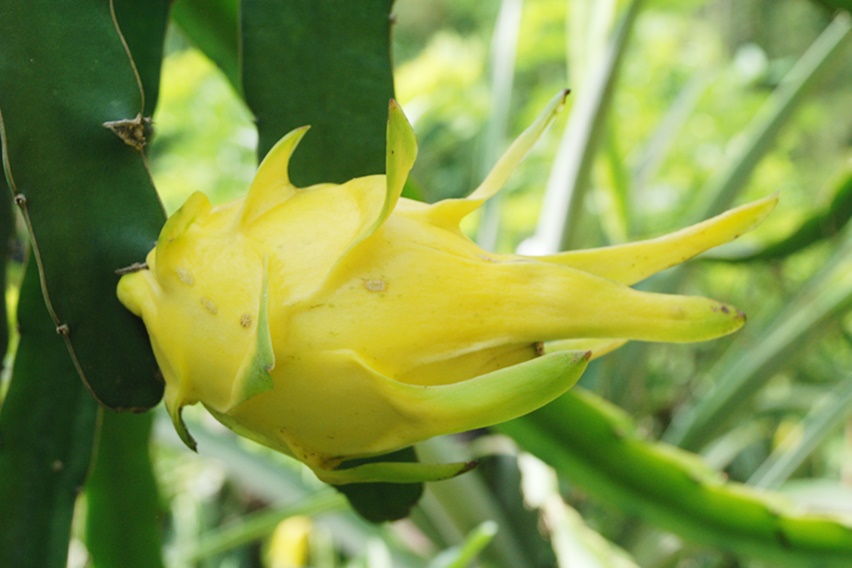 Hal Penting Sebelum Berkebun Buah Naga Kuning - Trubus
