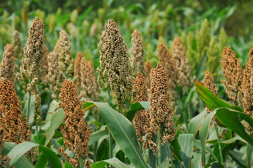 Biji Sorgum Disulap Menjadi Ragam Olahan Sehat - Trubus