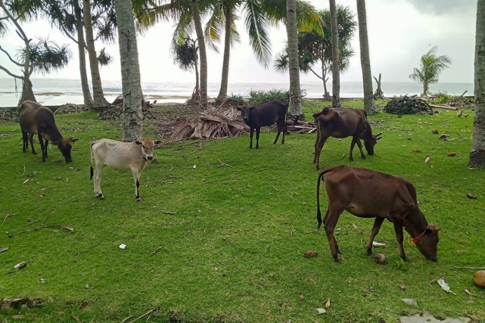 Mengenal Sapi Krui, Plasma Nutfah Lokal yang Berpotensi Menjadi Sapi ...