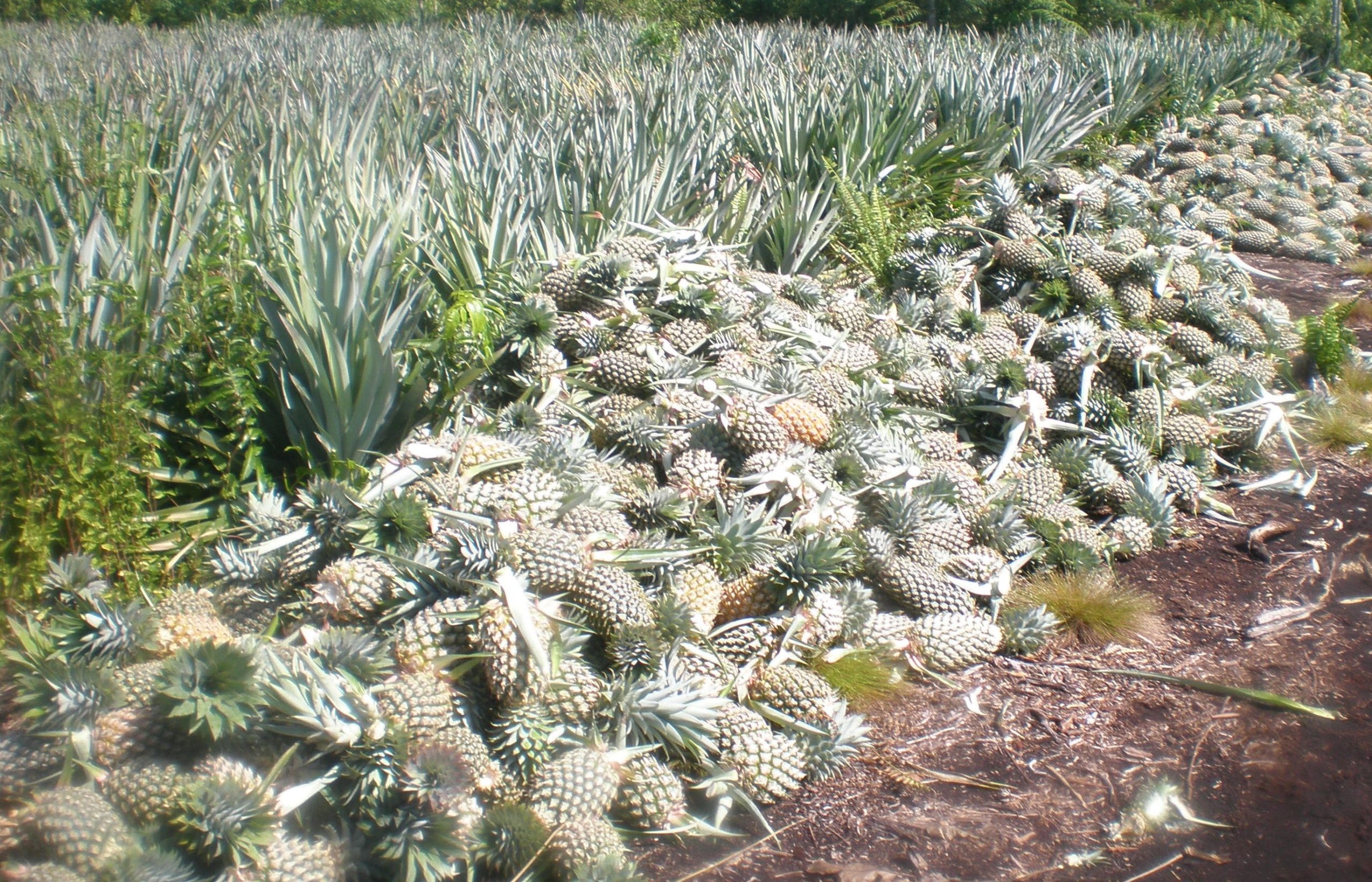 Nanas Ratu Raya Menjadi Pilihan Pekebun Provinsi Kalimantan Barat - Trubus