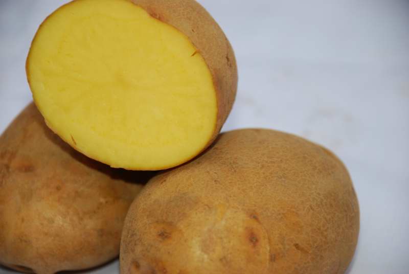 Kemarau Basah Picu Serangan Busuk Daun pada Kentang, Begini Solusinya ...