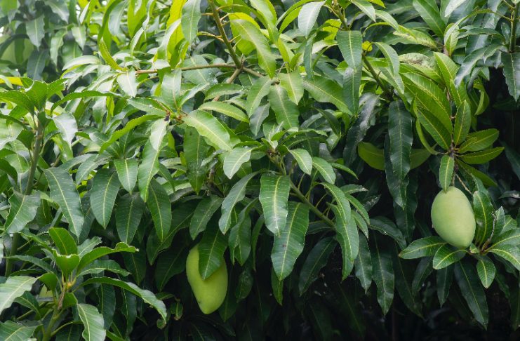 Manfaat Daun Mangga untuk Kesehatan: Fakta Ilmiah atau Hanya Mitos ...
